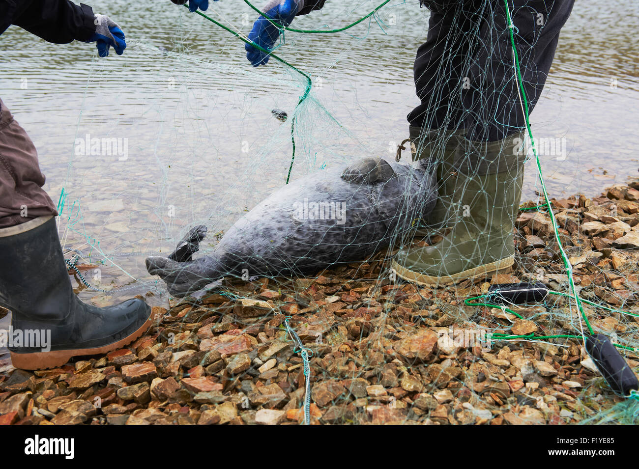 Dead seal hi-res stock photography and images - Alamy
