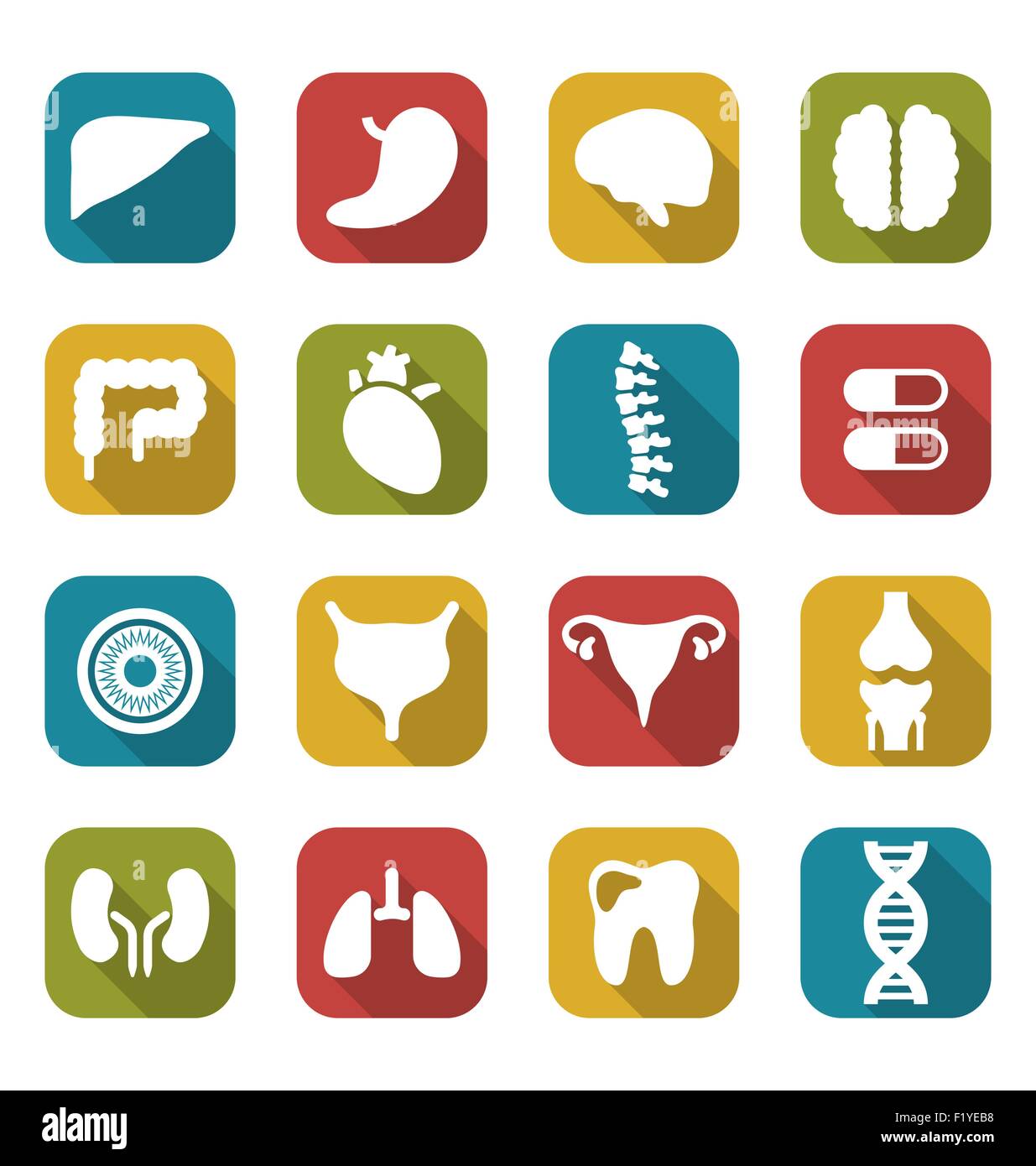 Vector round icons of internal human organs Flat design Stock Vector ...