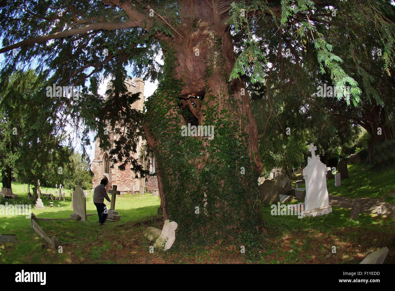 Ancient English yew trees (Taxus Baccata) growing in a churchyard in ...