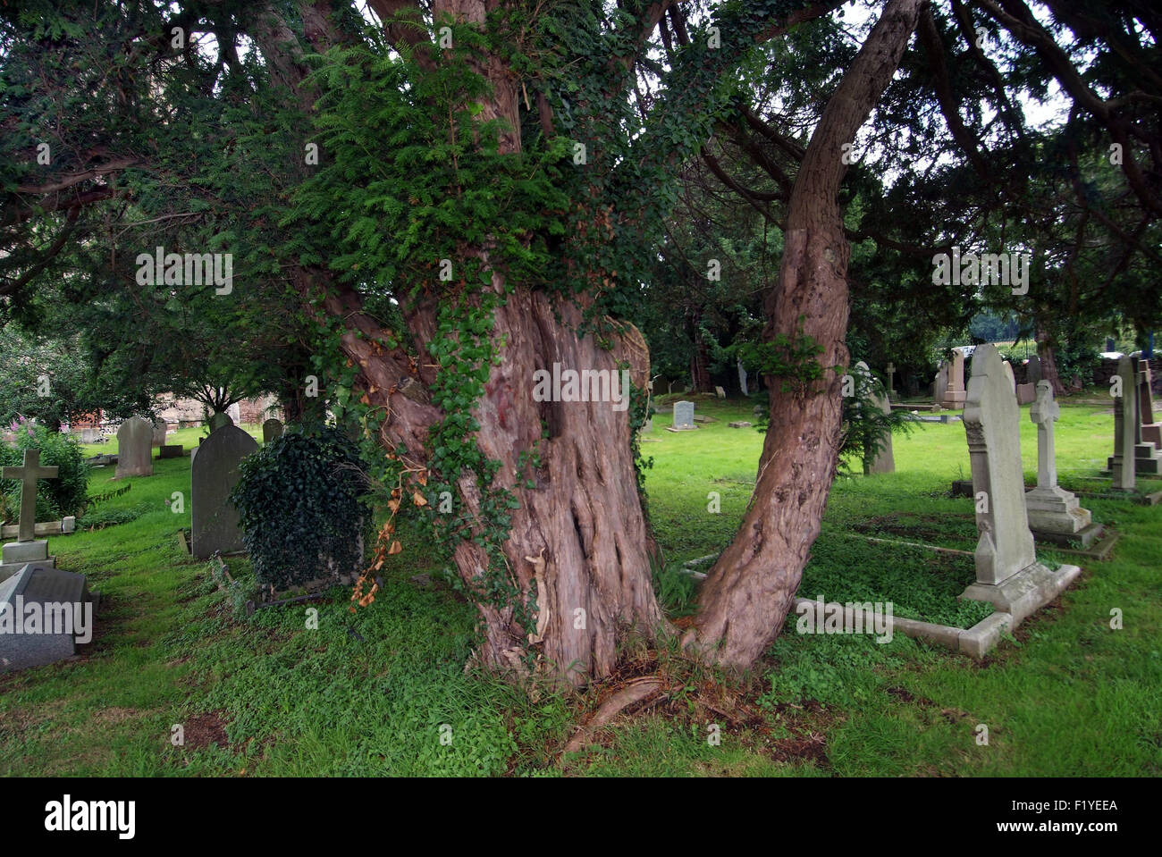 Ancient English yew trees (Taxus Baccata) growing in a churchyard in ...