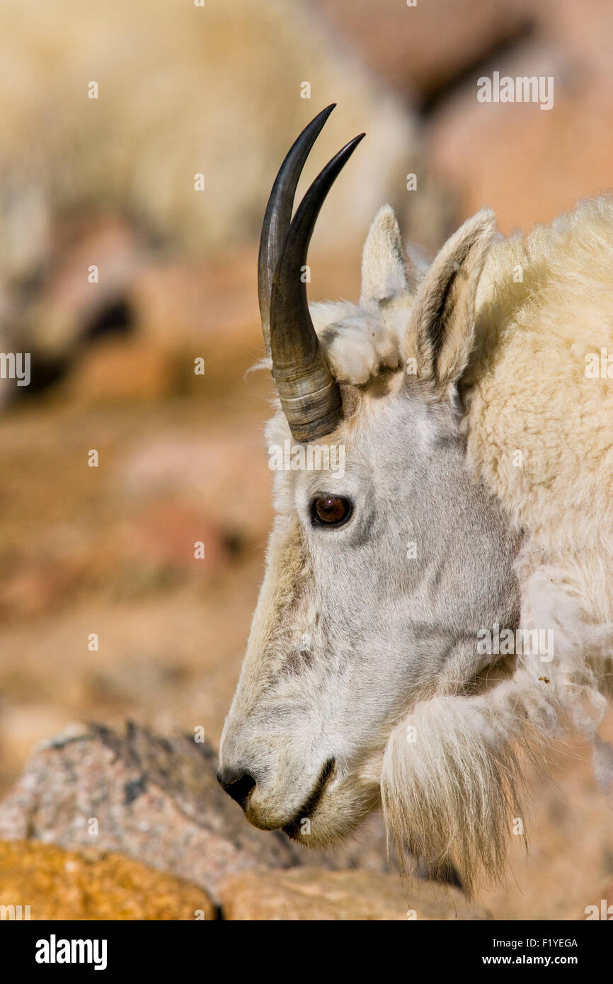 First,Light,Animal Head,Close Shot,Close Shots Stock Photo - Alamy