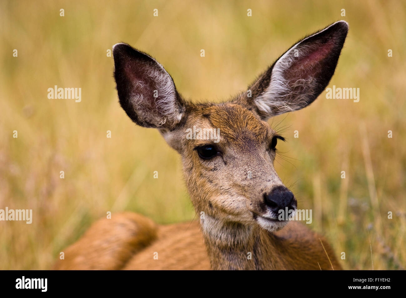 First female head hi-res stock photography and images - Alamy