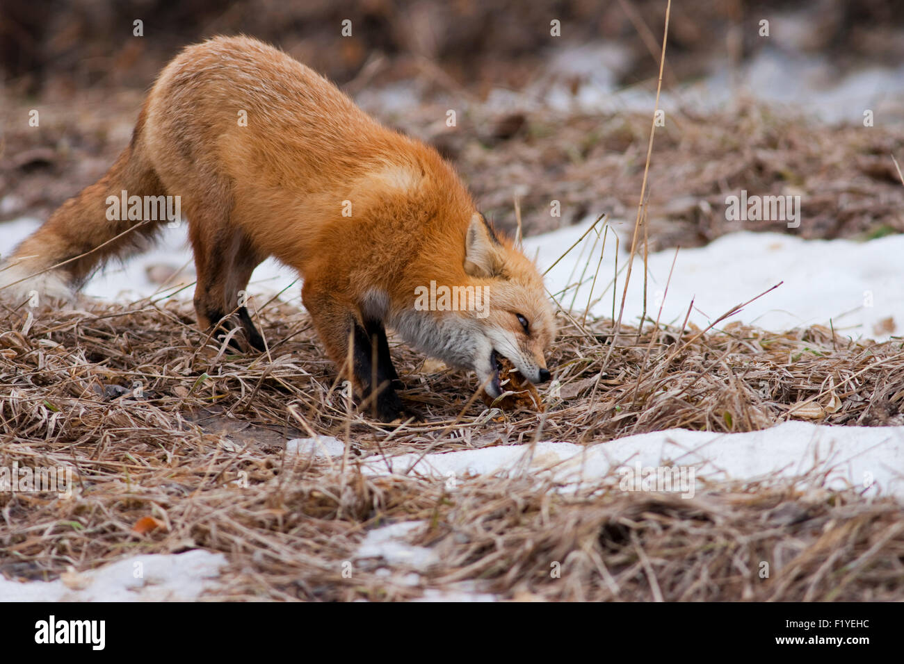 The first animals hi-res stock photography and images - Alamy