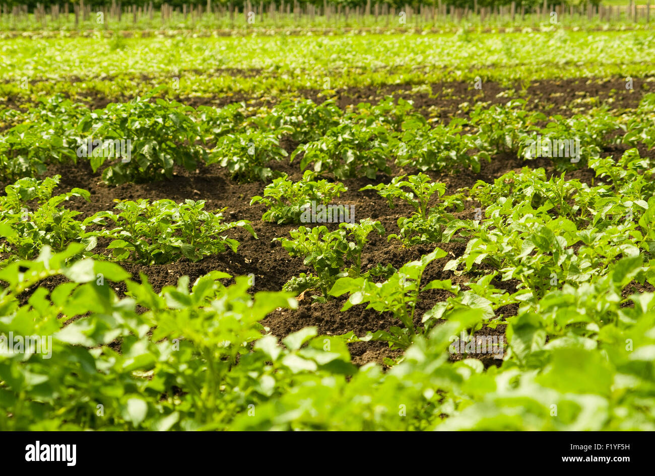 British farm potato hi-res stock photography and images - Alamy