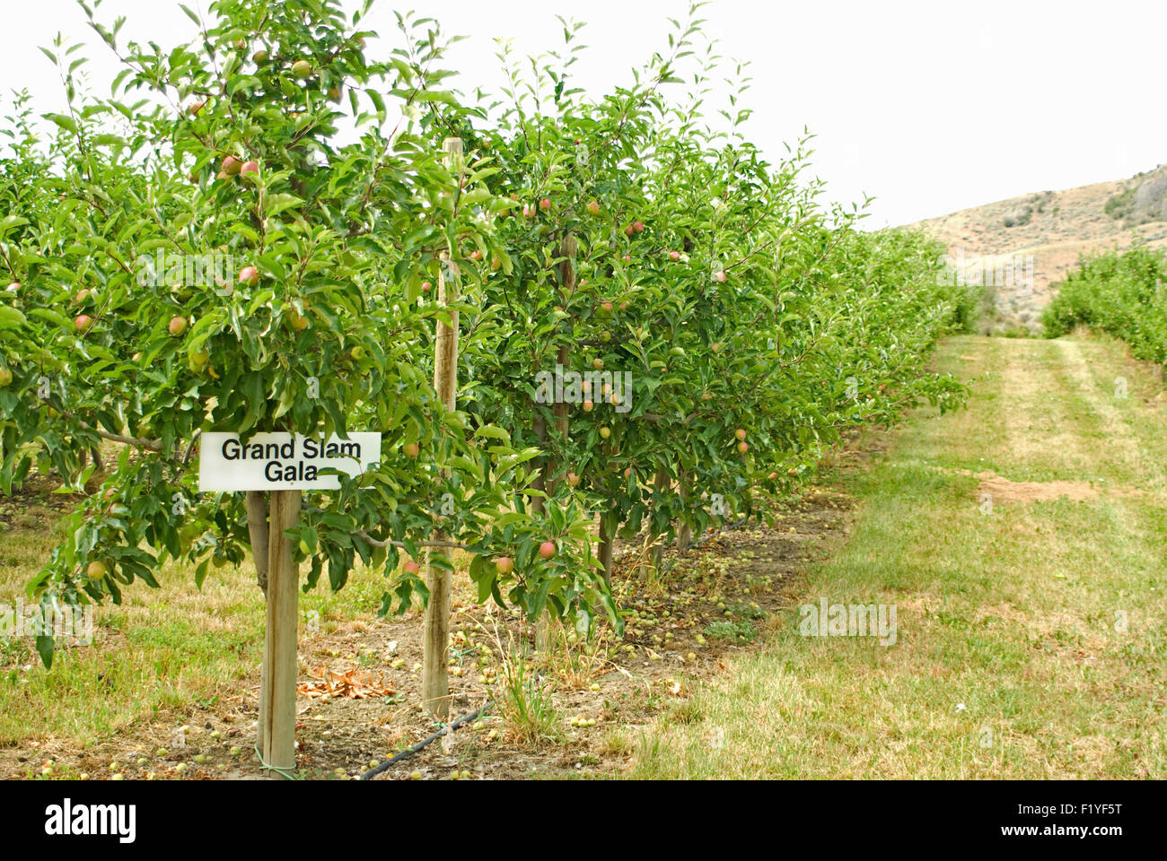 Western canada crop hi-res stock photography and images - Alamy