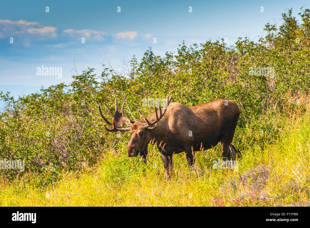 Alaska,Chugach,Moose,Fall,power line pass Stock Photo - Alamy