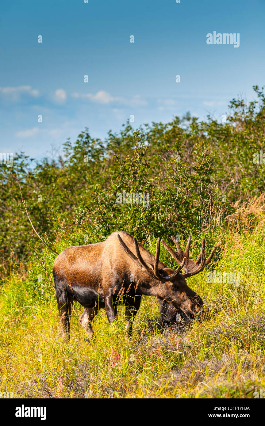 Alaska,Chugach,Moose,Fall,power line pass Stock Photo - Alamy
