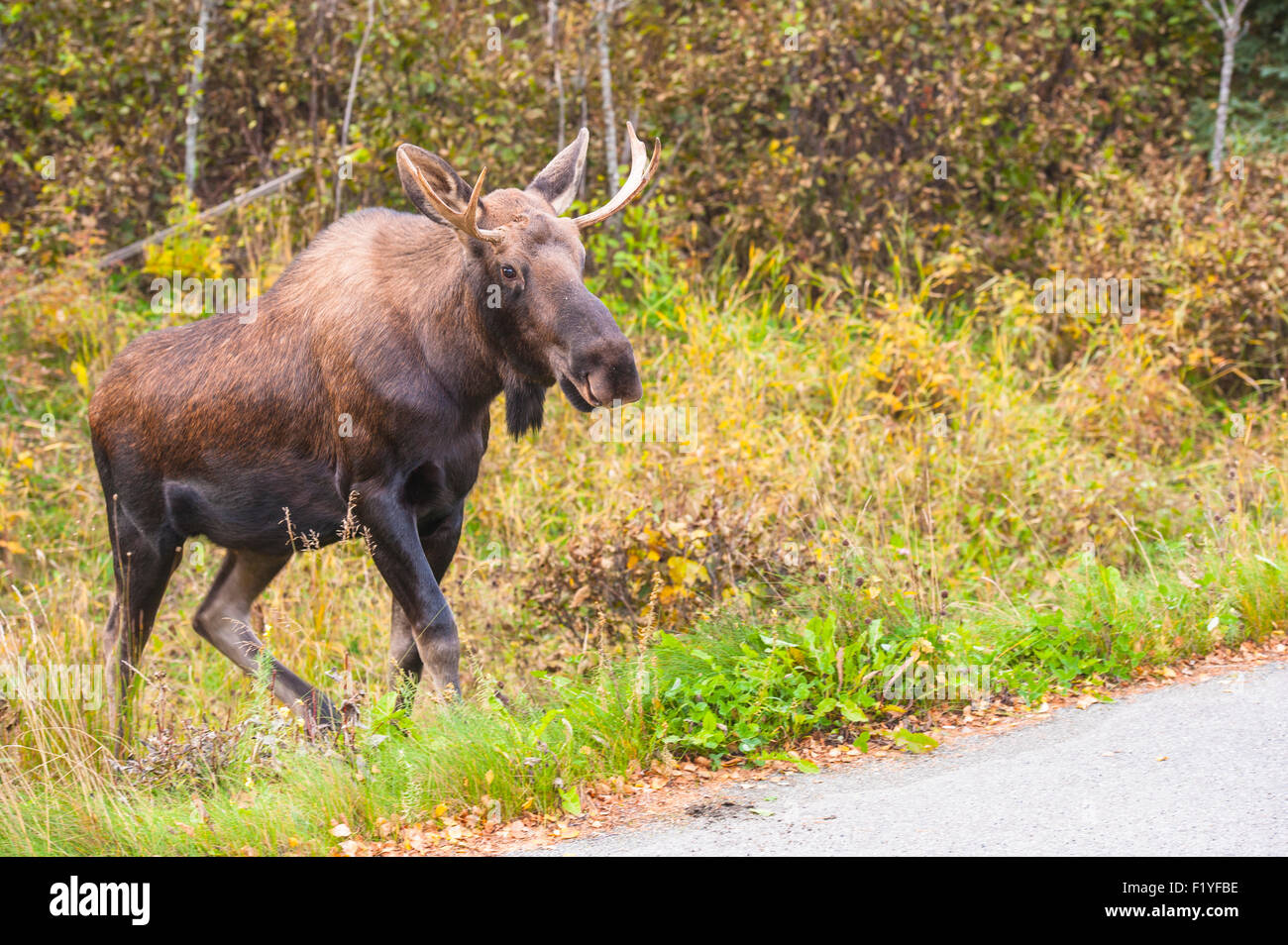 Anchorage moose crossing hi-res stock photography and images - Alamy
