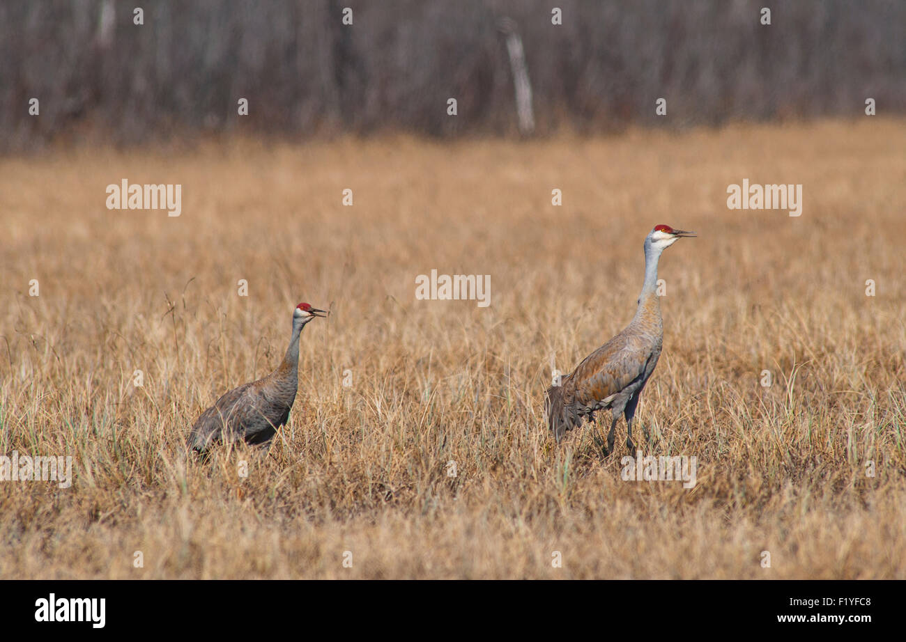 Alaska,Sandhill Crane,Matanuska-Susitna Valley Stock Photo - Alamy