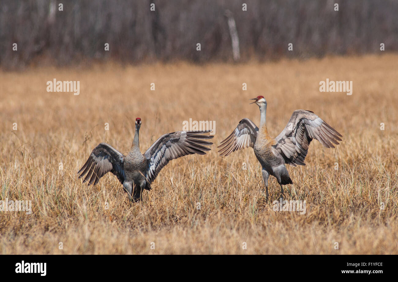 Alaska,Sandhill Crane,Matanuska-Susitna Valley Stock Photo - Alamy