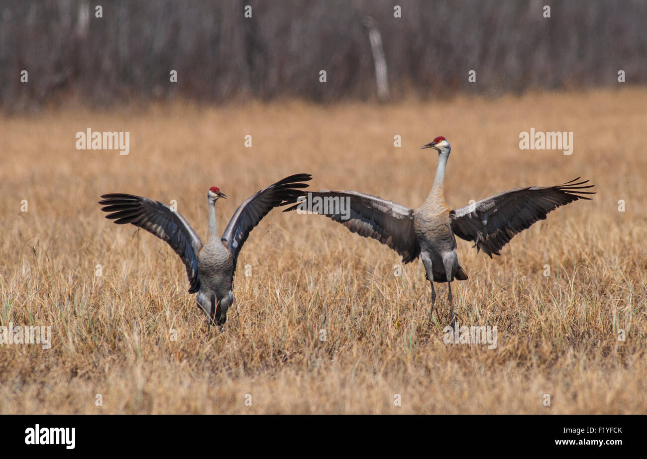 Alaska,Sandhill Crane,Matanuska-Susitna Valley Stock Photo - Alamy
