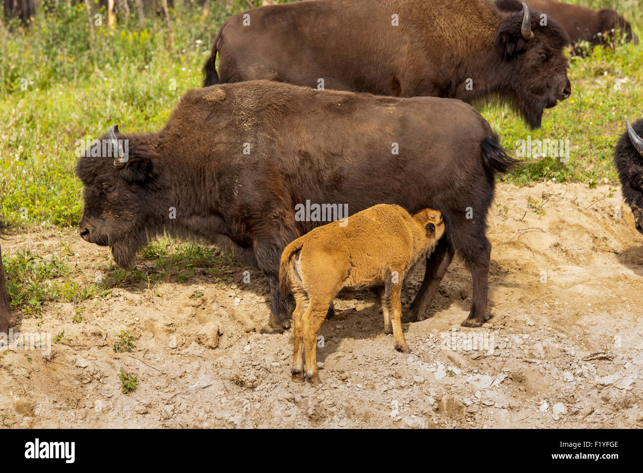 3 buffalo hi-res stock photography and images - Alamy