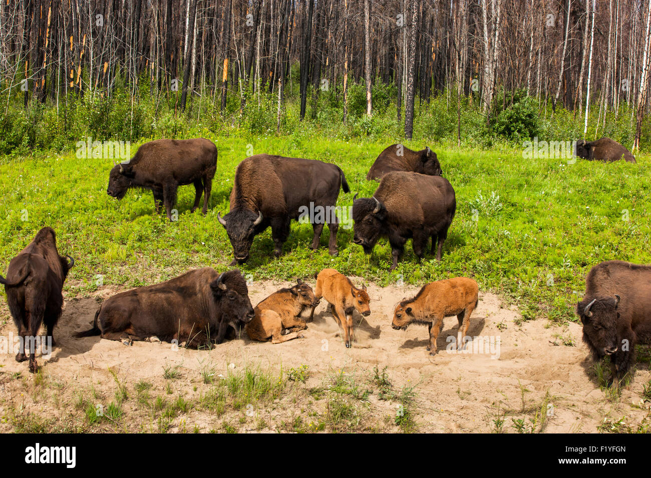 Large group of buffalo hi-res stock photography and images - Alamy