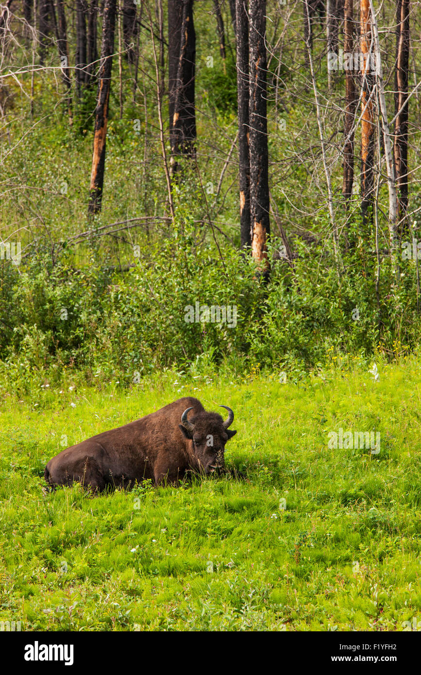 Three buffalo hi-res stock photography and images - Alamy