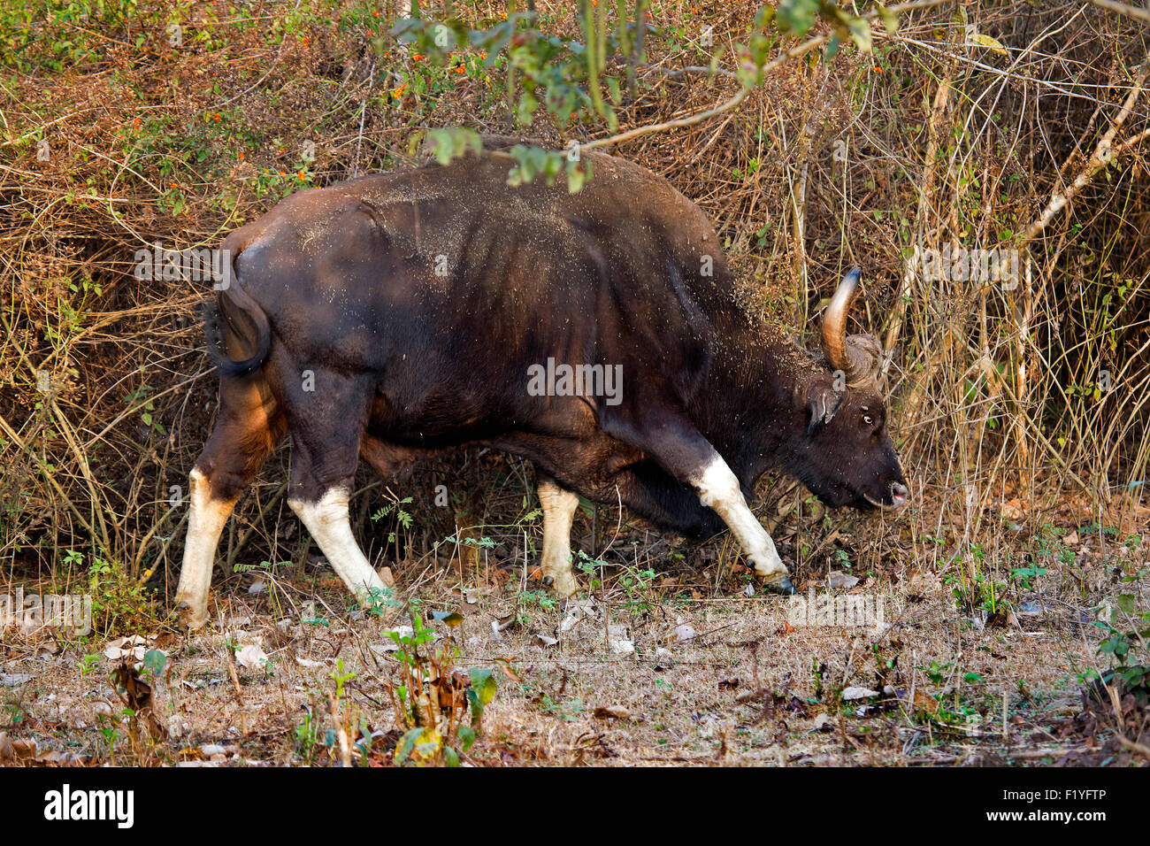 The gaur (Bos gaurus), also called Indian bison, is the largest extant ...