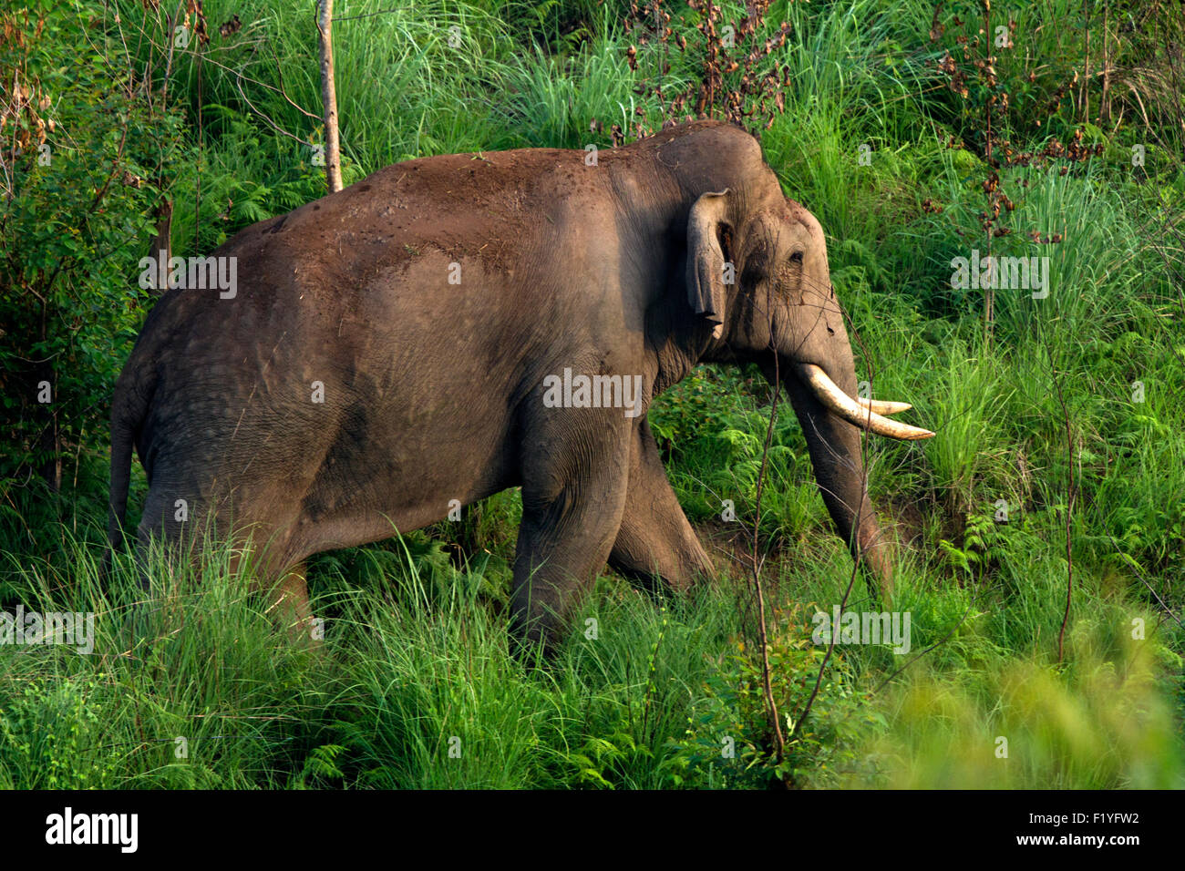 The Indian elephant (Elephas maximus indicus) is one of three ...