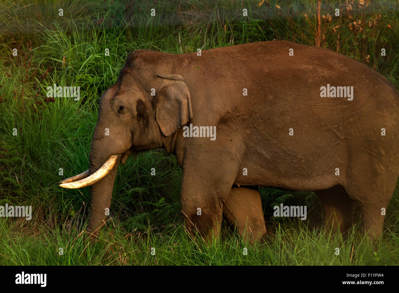 The Indian elephant (Elephas maximus indicus) is one of three ...