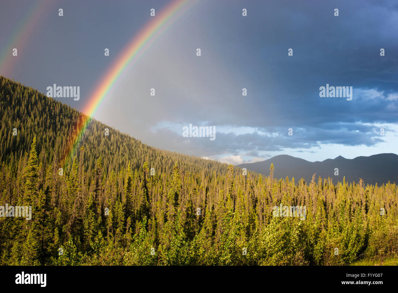 Forest with rainbow hi-res stock photography and images - Alamy