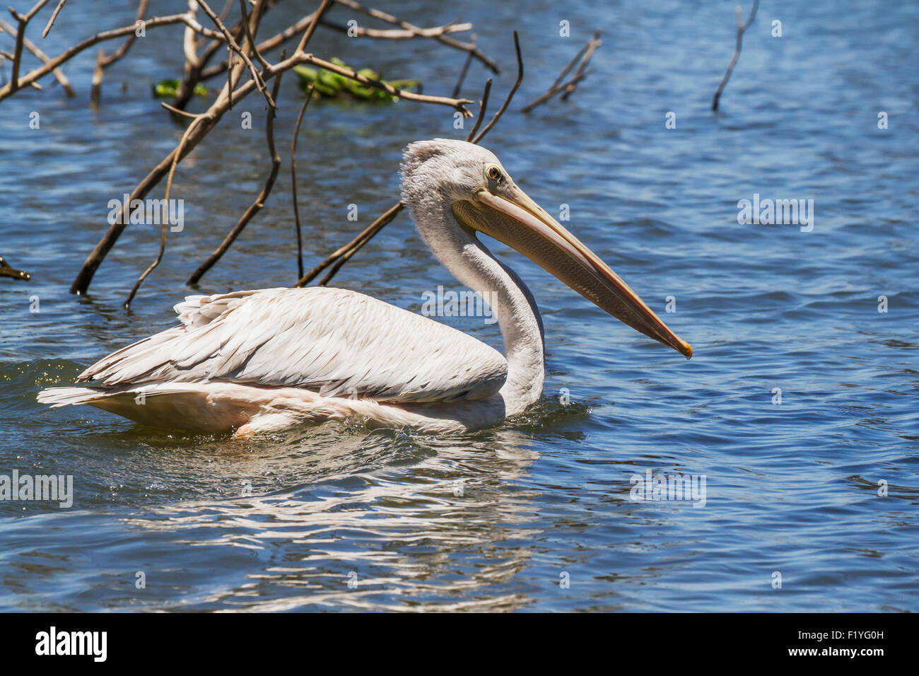 Pink backed pelican lake hi-res stock photography and images - Alamy
