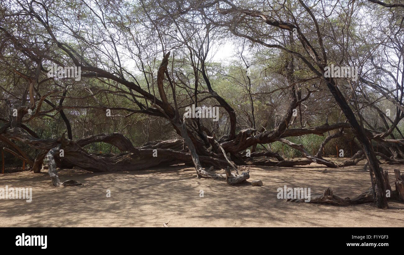 Batan Grande and the Bosque de Pomac (Pomac forest), an archaeological ...