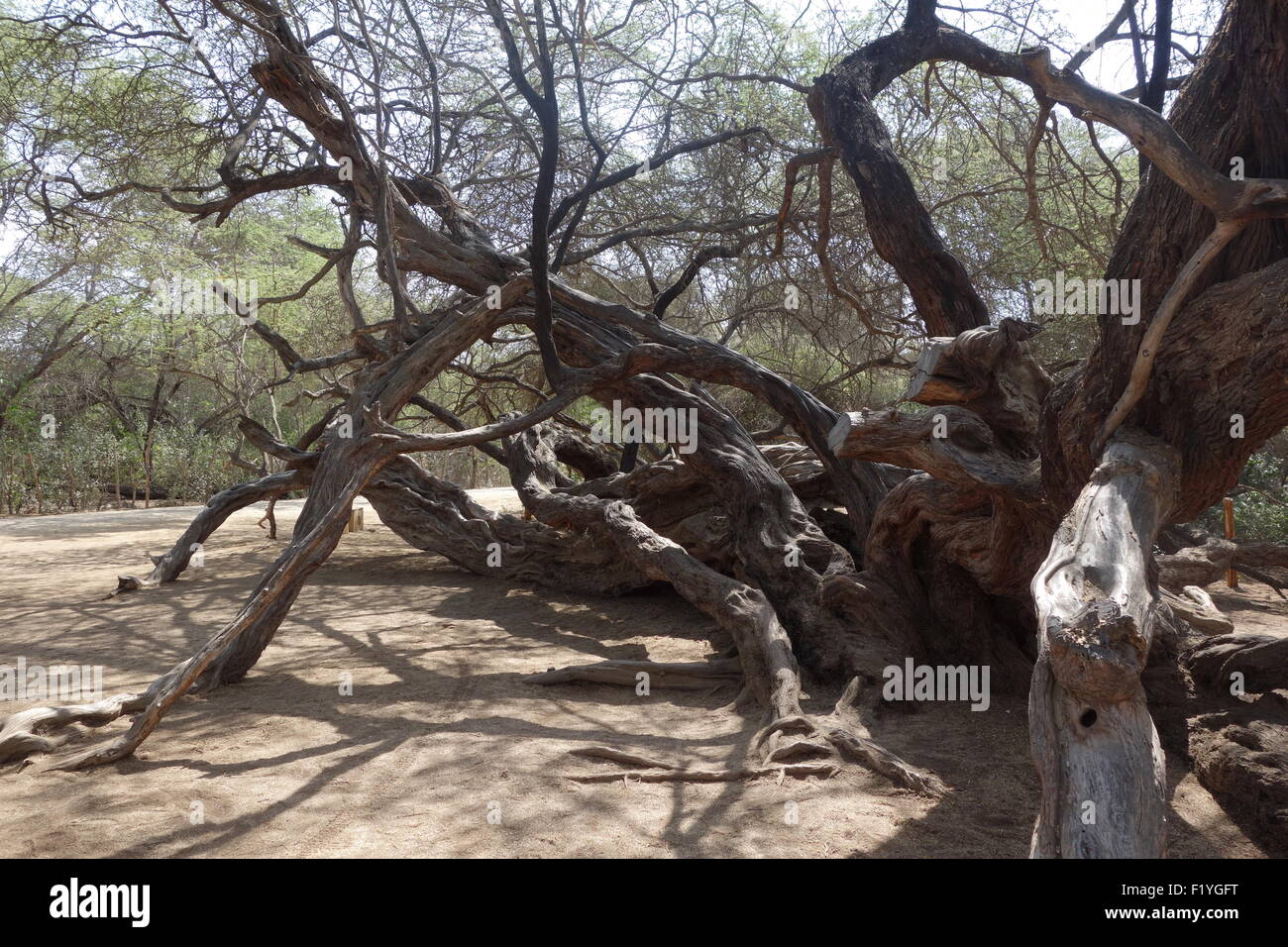Bosque de pomac hi-res stock photography and images - Alamy