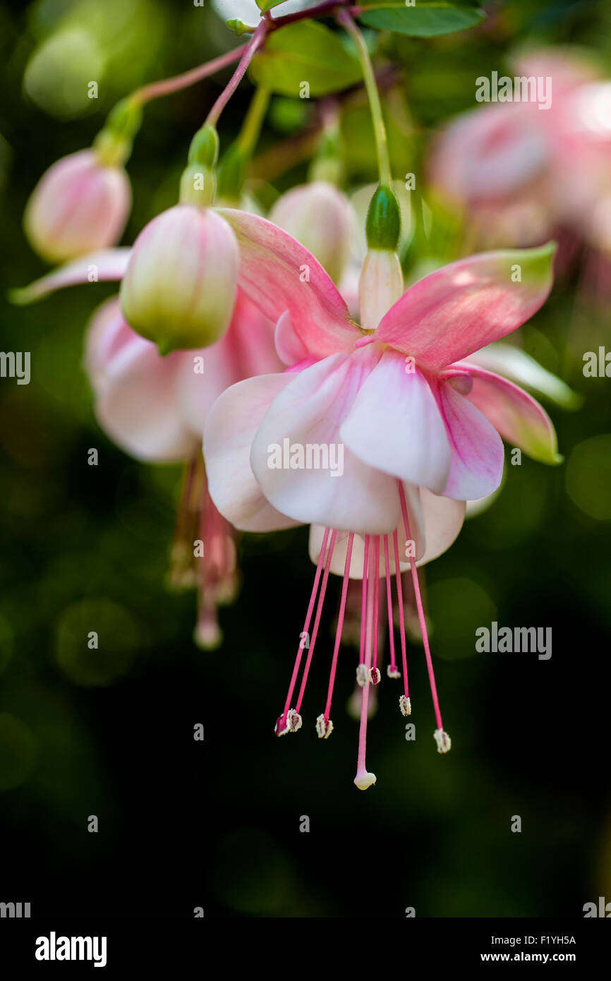 Fushia leaf hi-res stock photography and images - Alamy