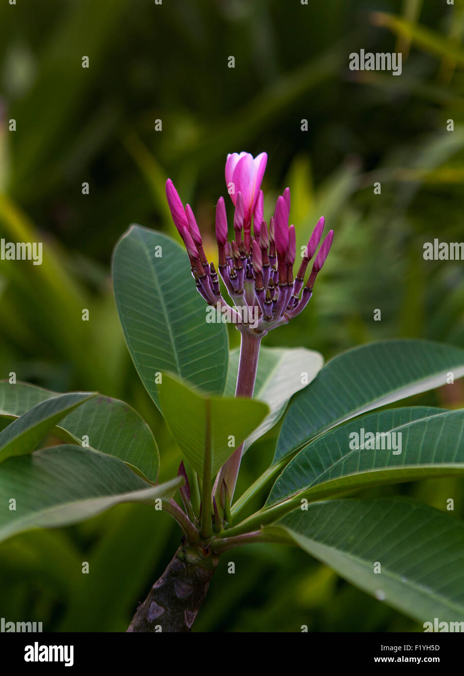 Hawaii white and purple flower hi-res stock photography and images - Alamy