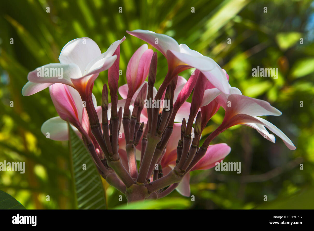 Frangi pani tree hi-res stock photography and images - Alamy