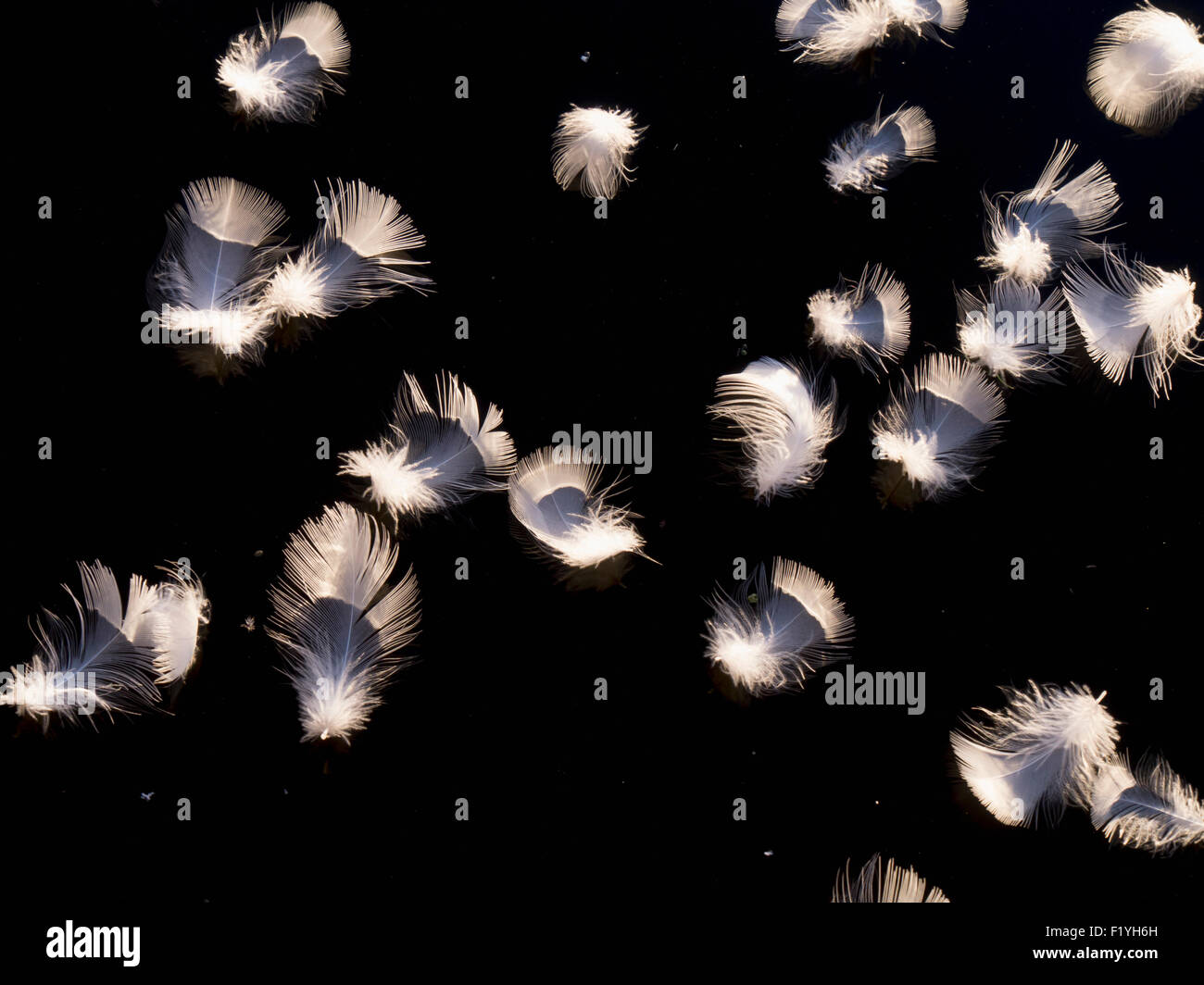 Feather contrast hi-res stock photography and images - Alamy