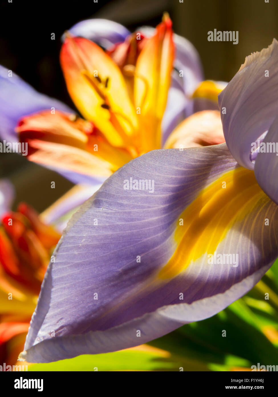 Rainbow,England,Flower,Close Up,Still Life Stock Photo - Alamy