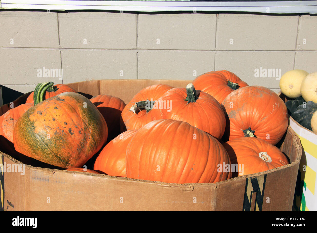 Pumpkins in a box hi-res stock photography and images - Alamy