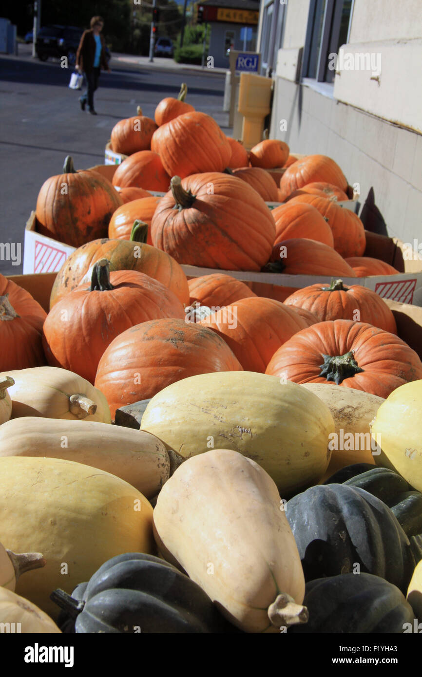 Row of pumpkins and squash Stock Photo - Alamy