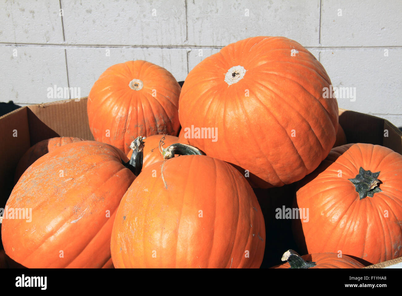 Cardboard box full of pumpkins Stock Photo - Alamy