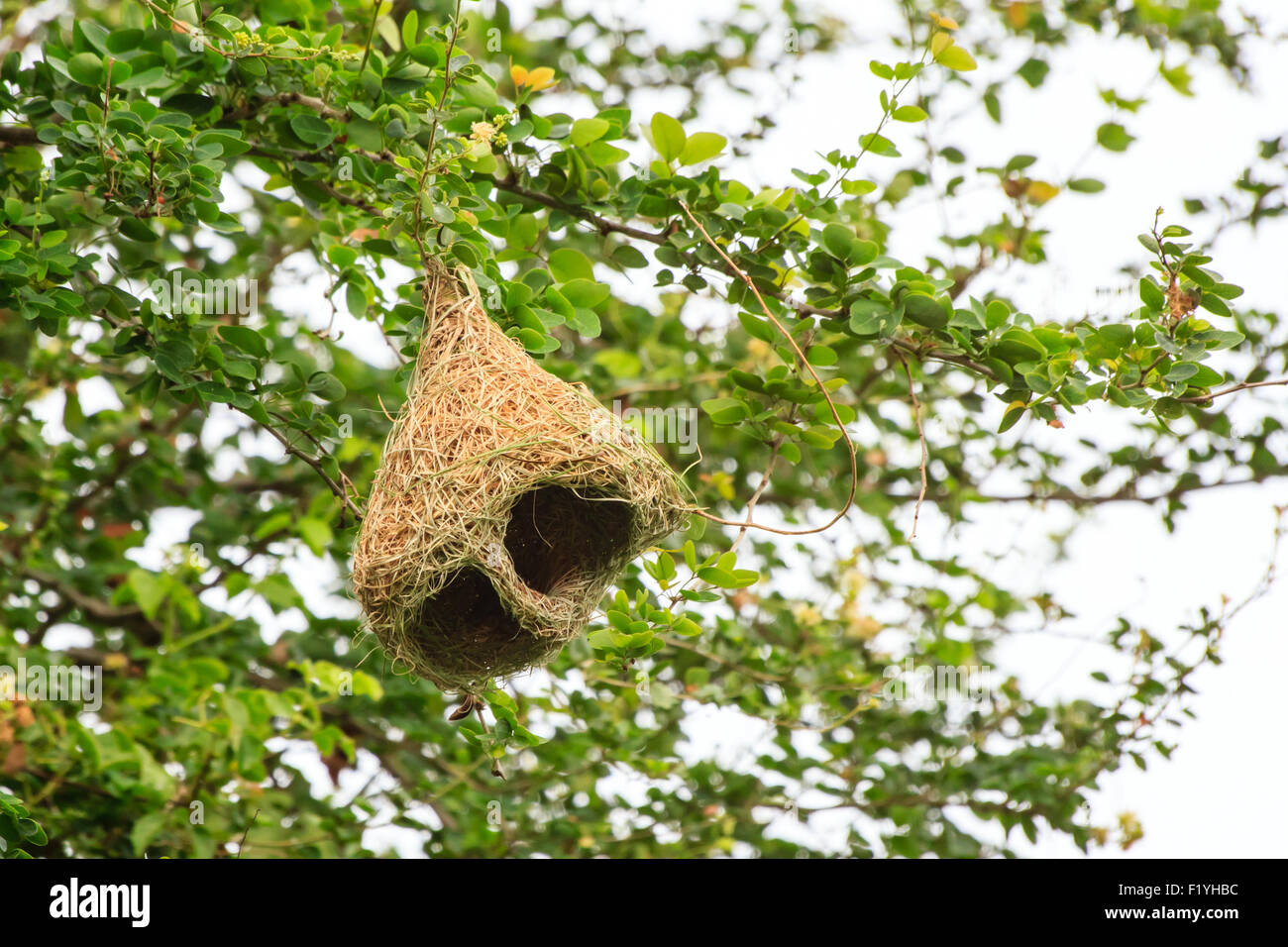 Skylark nests hi-res stock photography and images - Alamy