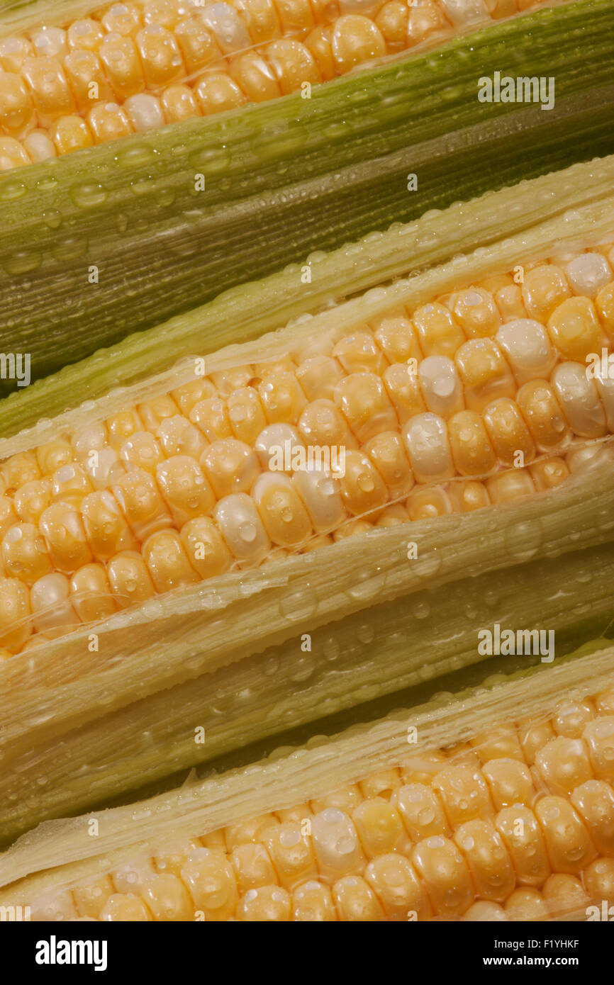 Canada,Still Life,Corn On The Cob,Sweet Corn Stock Photo - Alamy