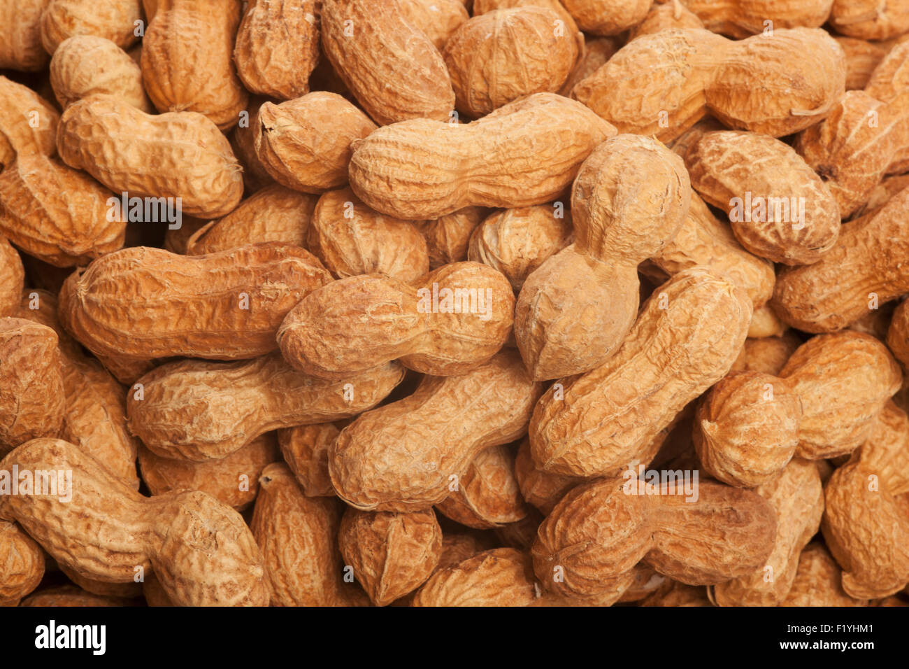 Canada,Peanut,Close Up,Still Life,Nutshell Stock Photo - Alamy