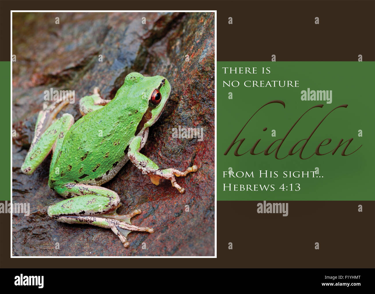 Wildlife,religious tree frog Stock Photo - Alamy