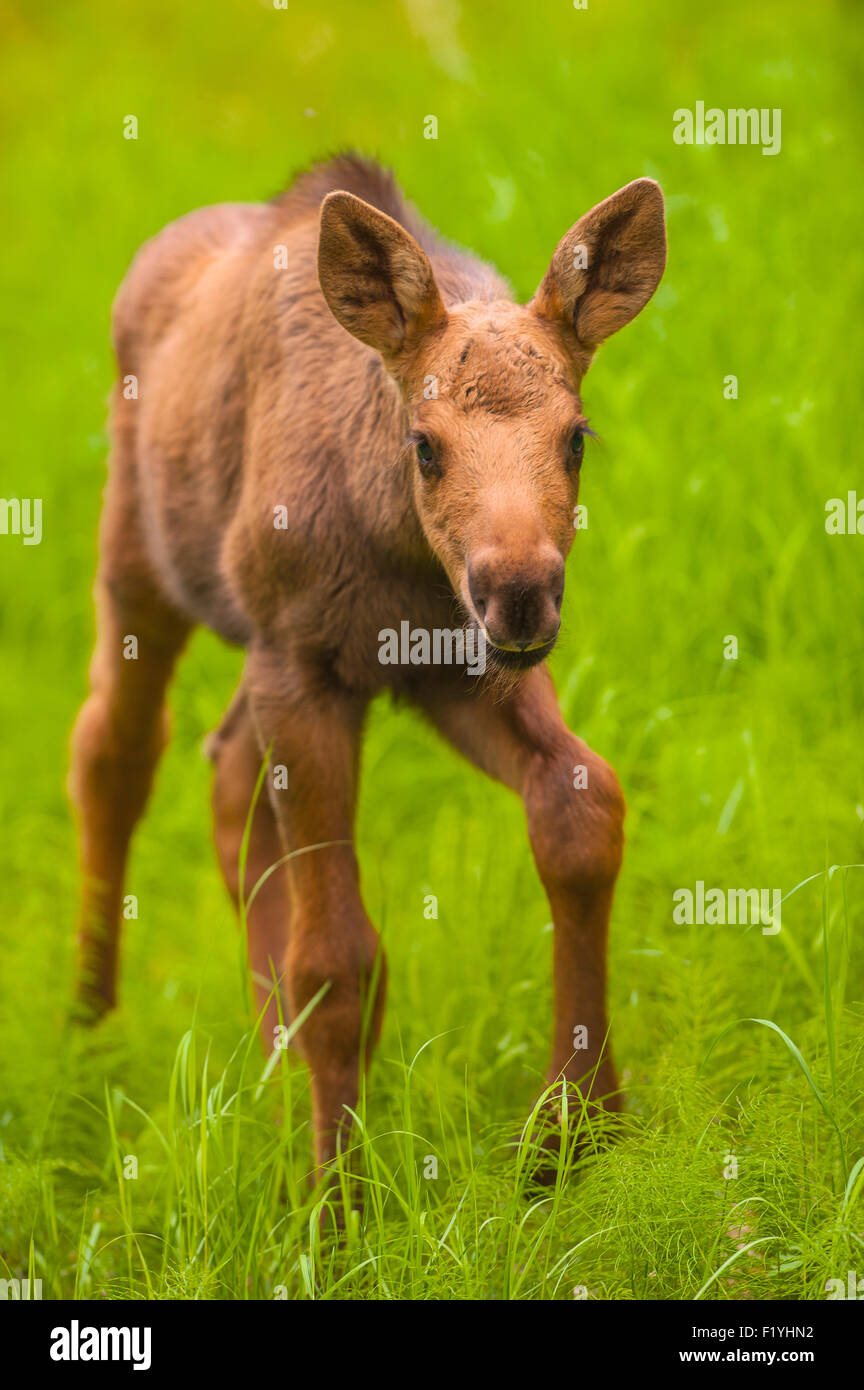 Moose wildlife hi-res stock photography and images - Alamy