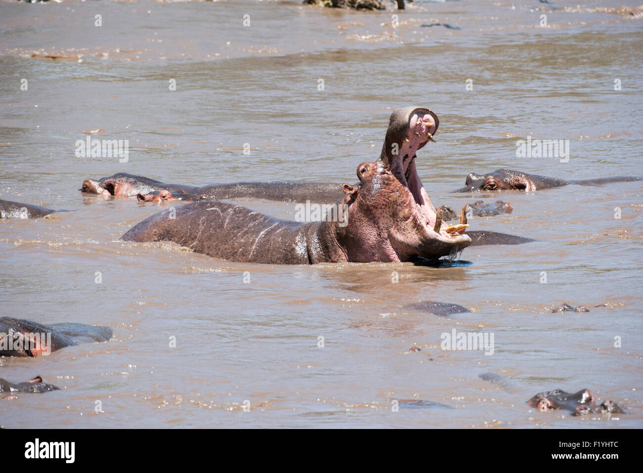 Hippo mating hi-res stock photography and images - Alamy