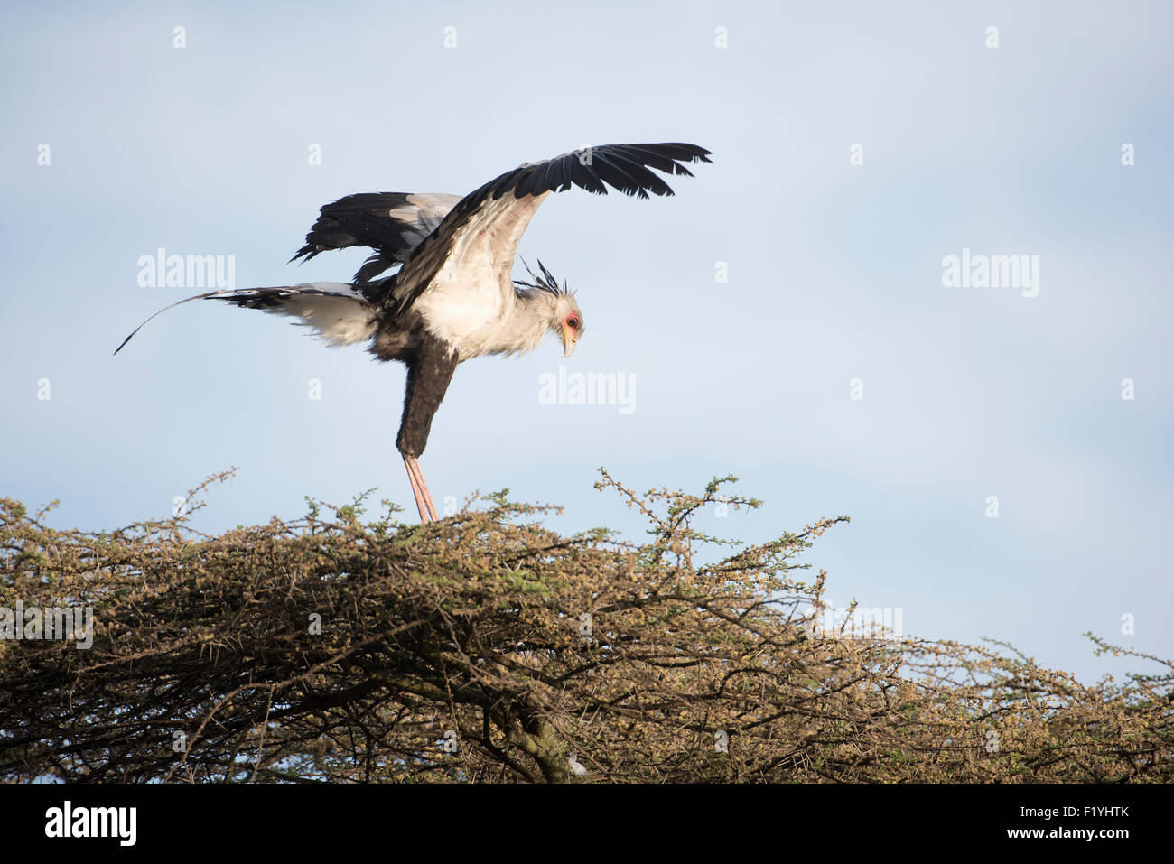 Secretary bird in ngorongoro crater hi-res stock photography and images ...