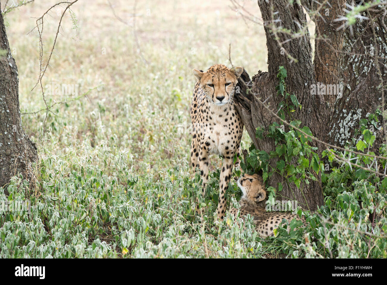 Cheetah scratching tree hi-res stock photography and images - Alamy