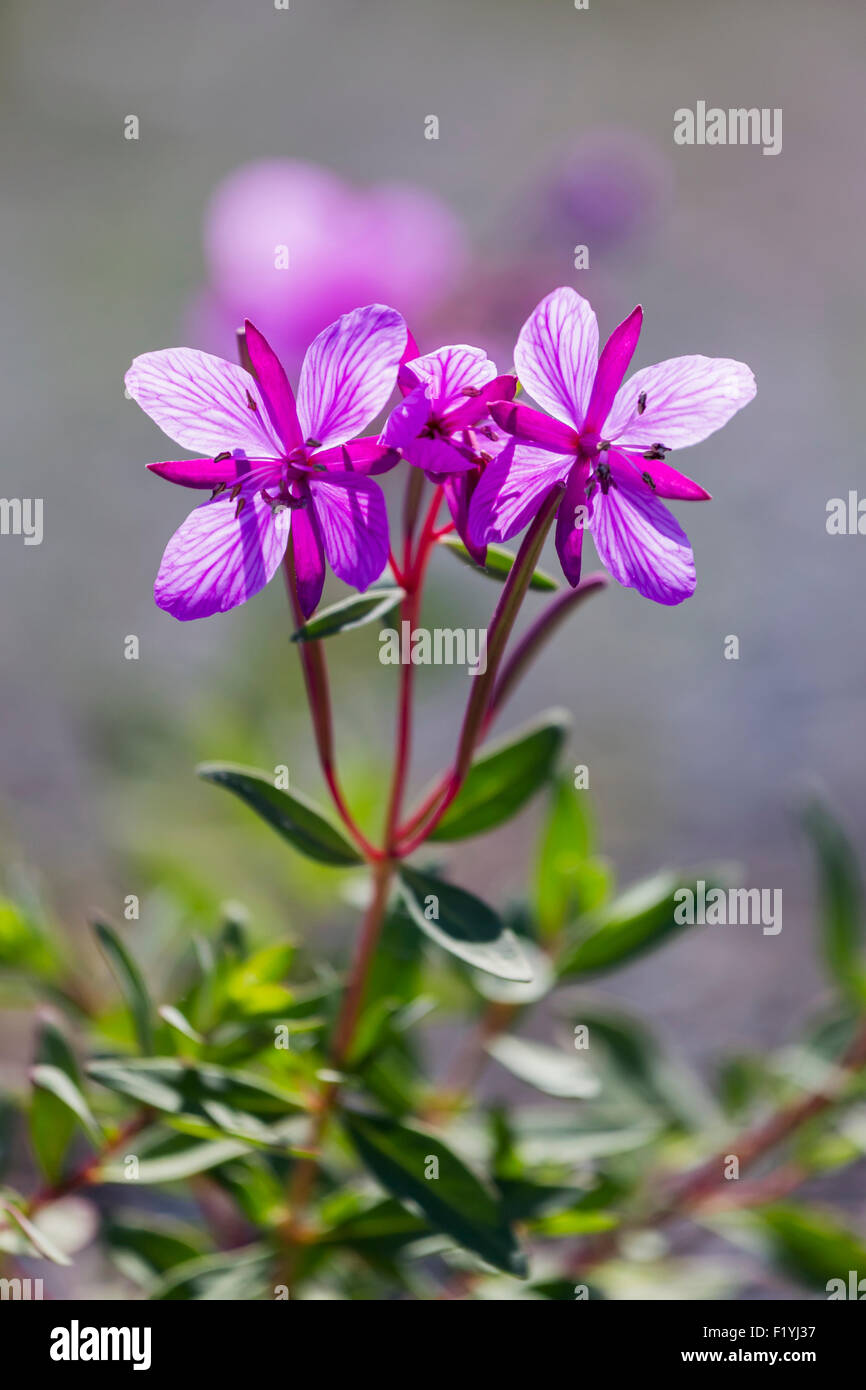 Dwarf fireweed hi-res stock photography and images - Alamy