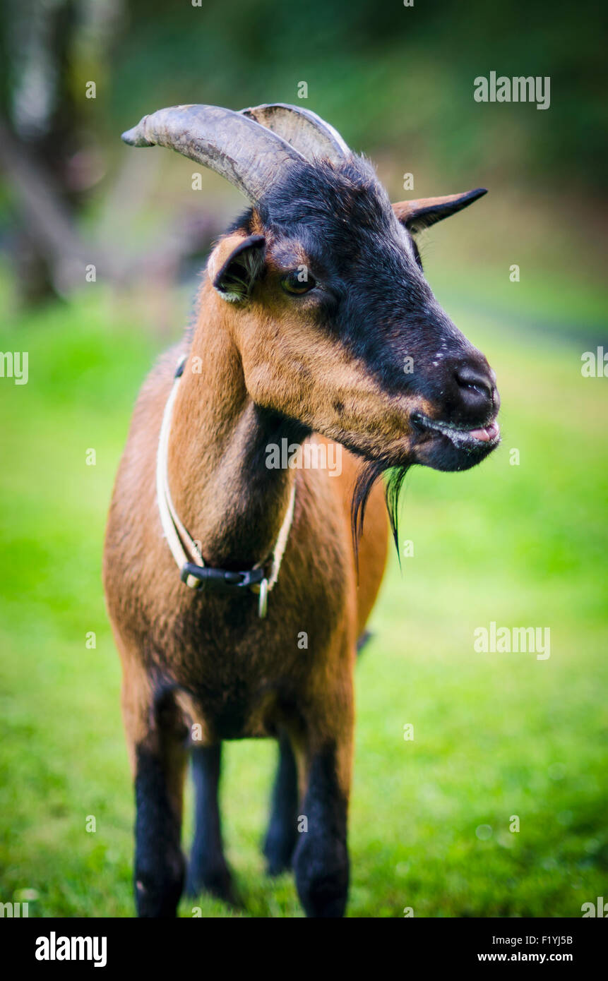 Domestic male goat france hi-res stock photography and images - Alamy