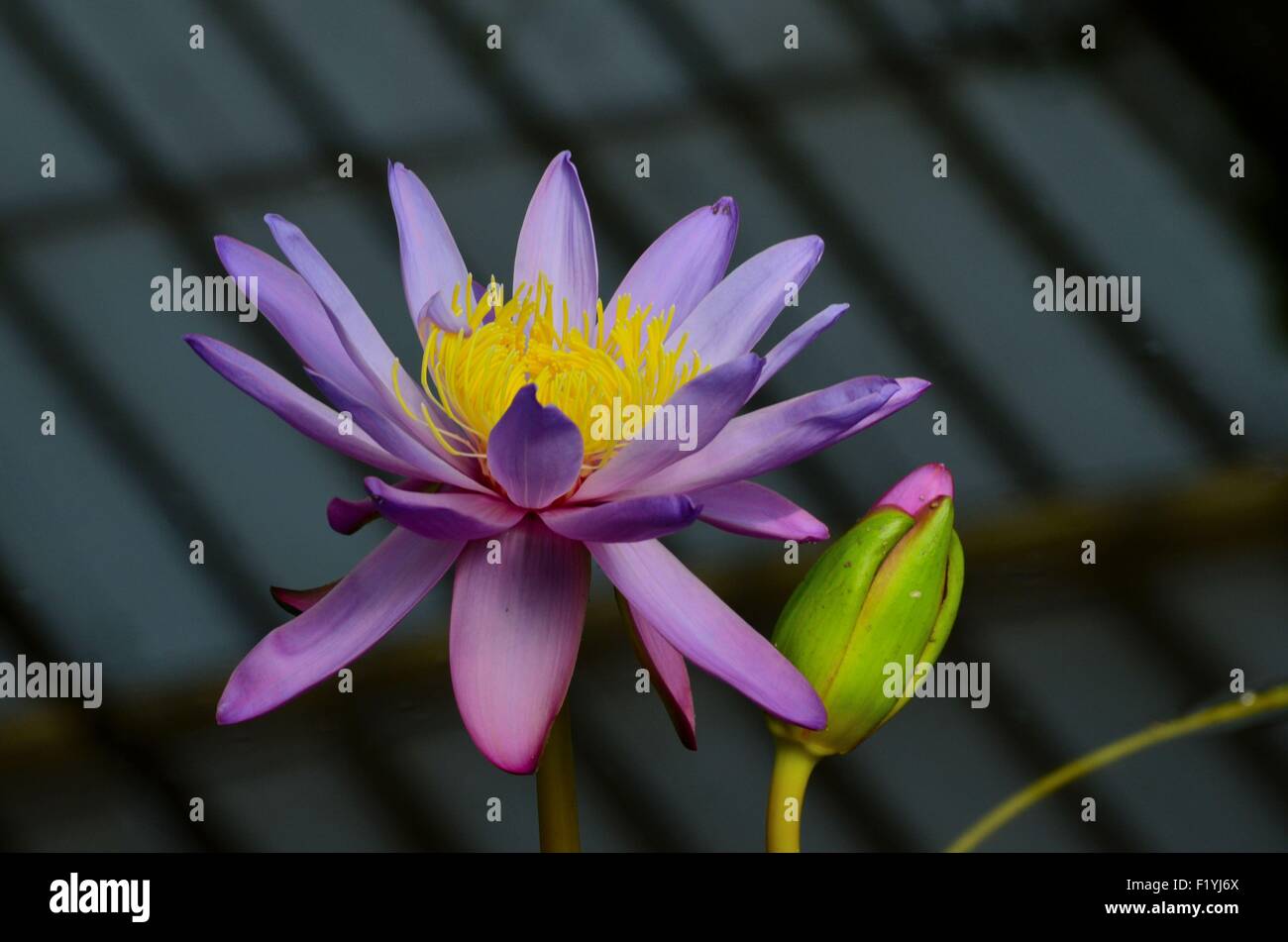 Violet and yellow water lily flower with unopened bud Stock Photo - Alamy