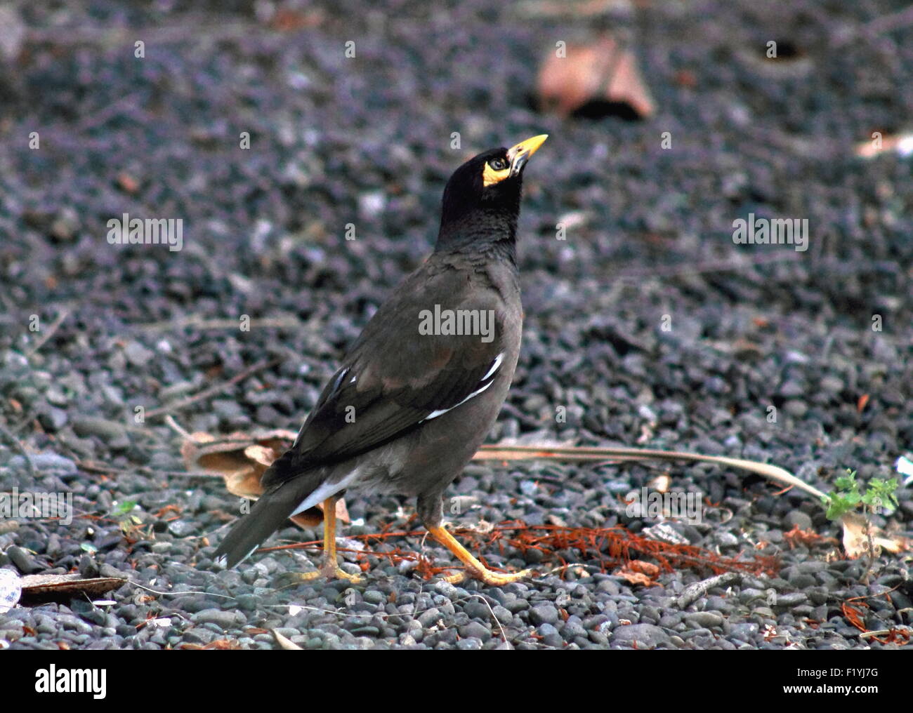 Myna bird hi-res stock photography and images - Alamy