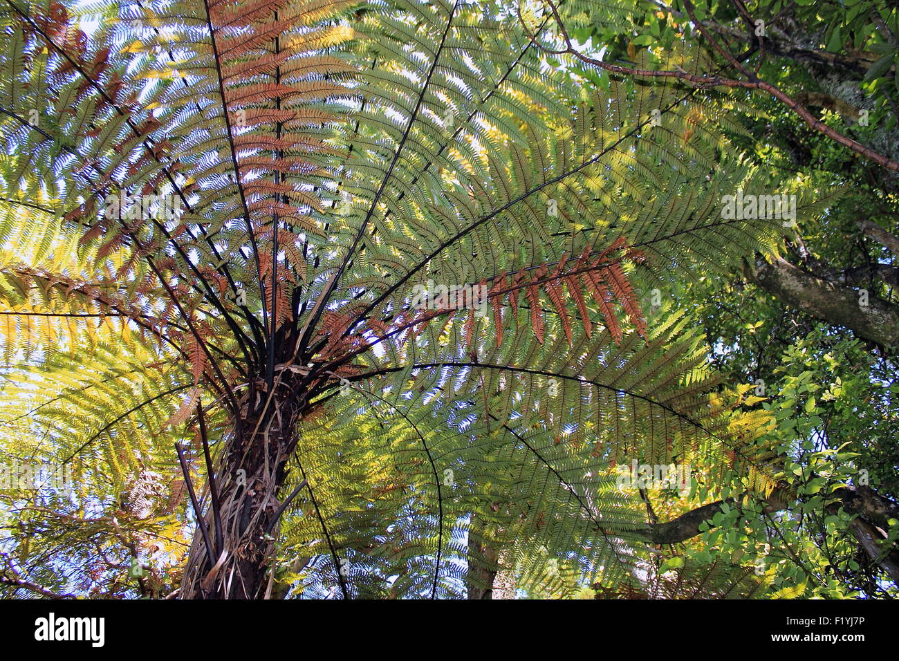 New Zealand Tree Fern Stock Photo - Alamy