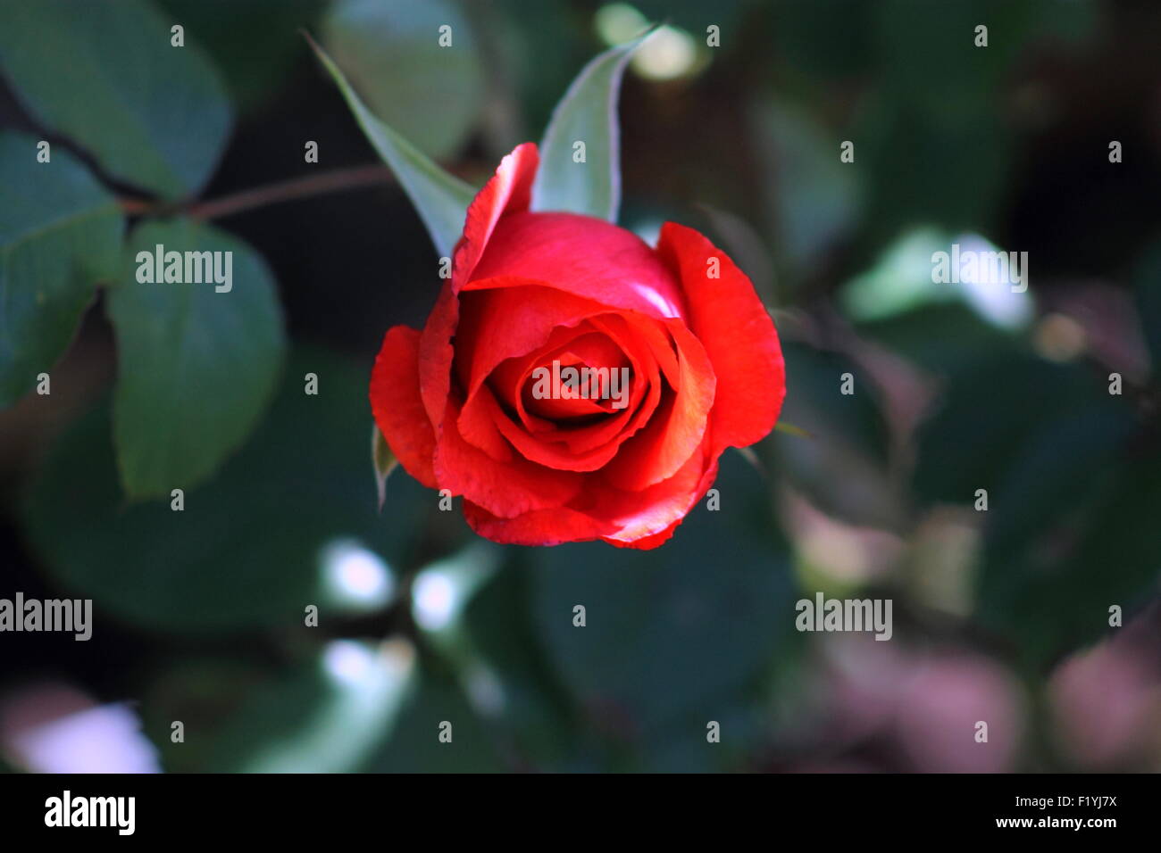 Red Rose High Resolution Stock Photography and Images - Alamy