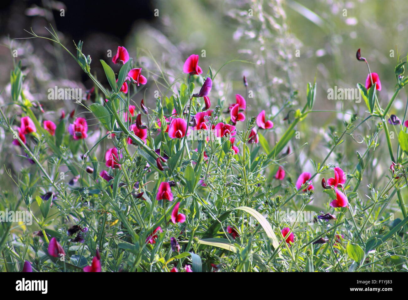 Sweet pea flowers growing wild Stock Photo - Alamy