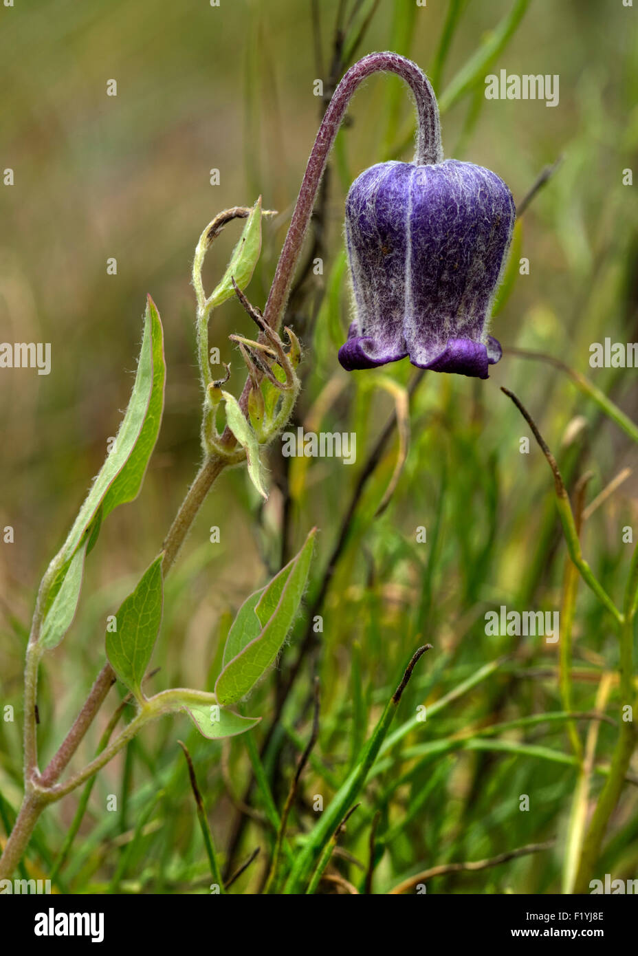Hairy Clematis (Clematis Hirsutissima) in the Rocky Mountains of ...