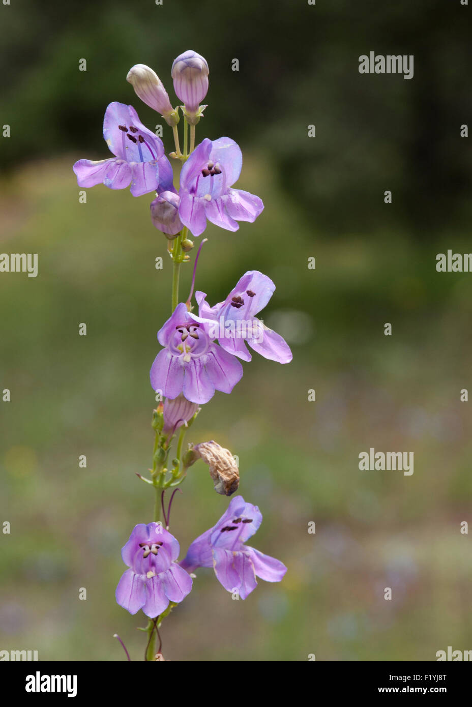 Possibly a Pin Striped Penstemon, Penstemon comarrhenus, in Saguache ...